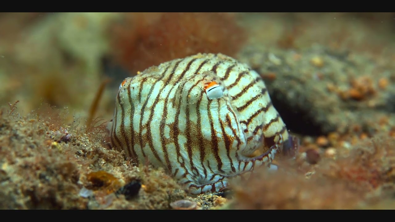 Edithburgh Jetty Underwater South Australia 1 minute Show Reel - YouTube