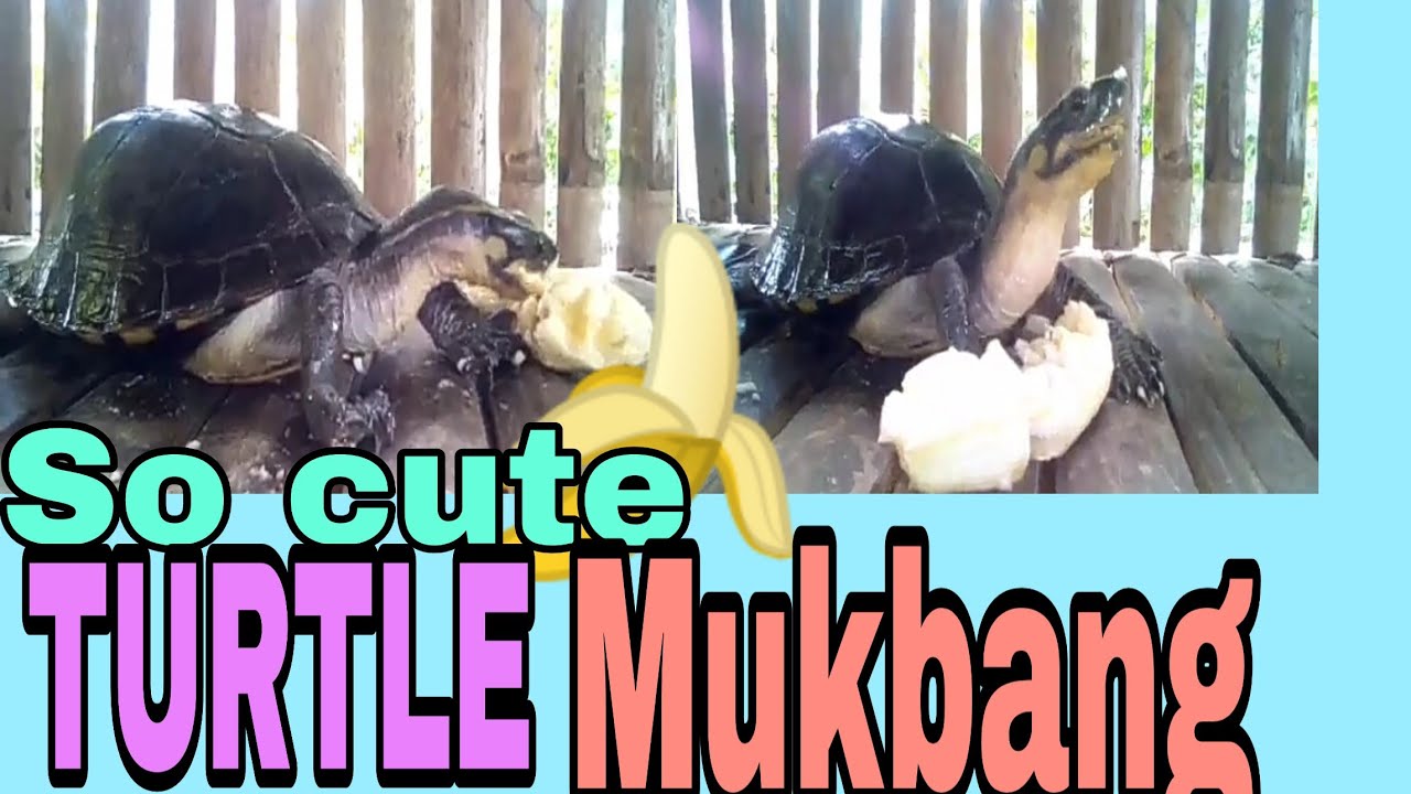 turtle eating banana/have fun cutie ninja turtle/ - YouTube