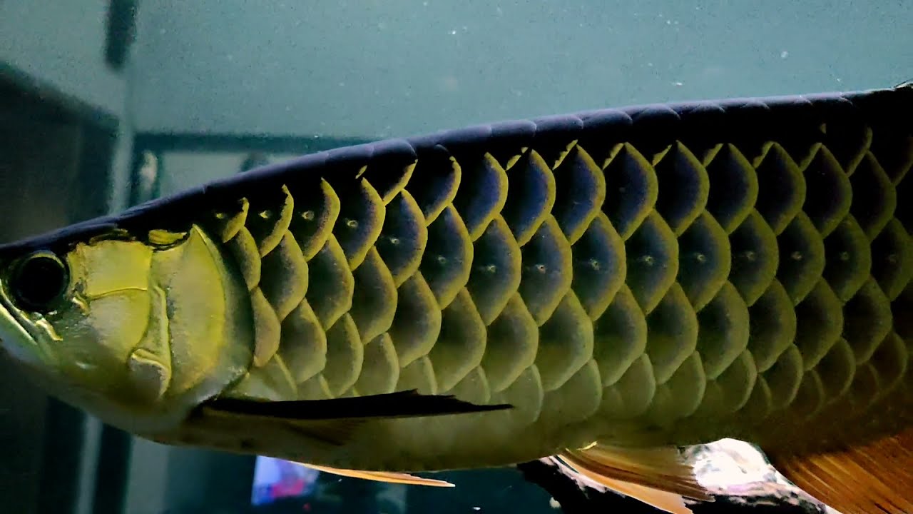 Arwana Golden red Hb - YouTube