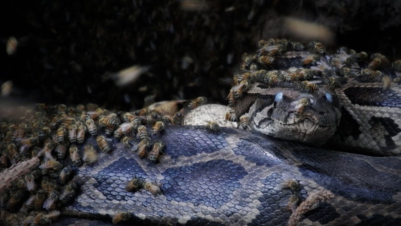 Python Vs Killer Bees Fight Footage Caught On Camera Youtube 0110
