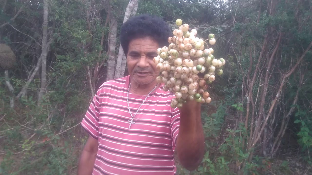 Baba de boi meme kkk - YouTube