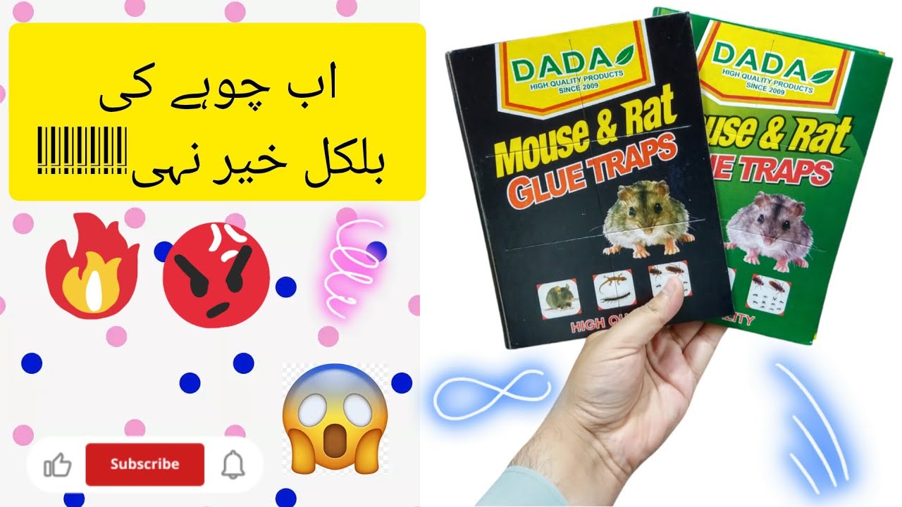 DADA Mouse Rat Book Glue Inside for Traping Mouse - YouTube