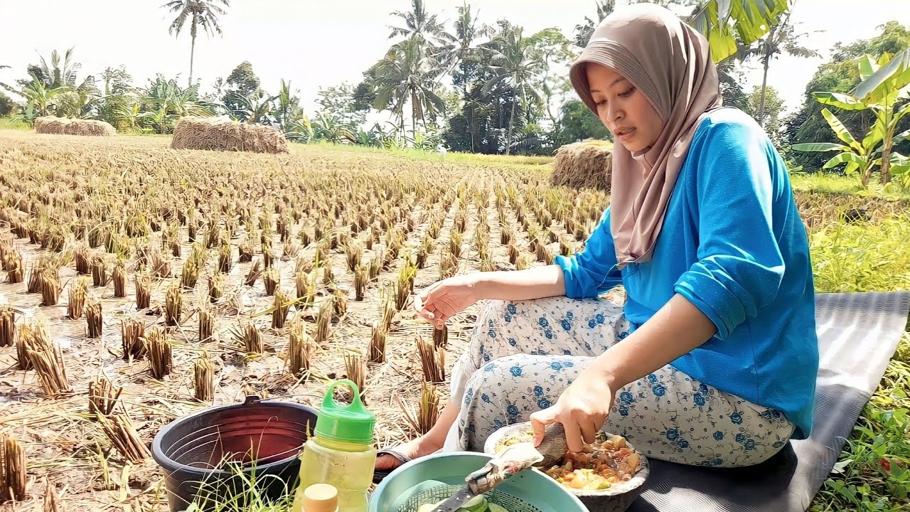 Panen Padi tradisional di desa, Dimasakin gadis cantik. - YouTube
