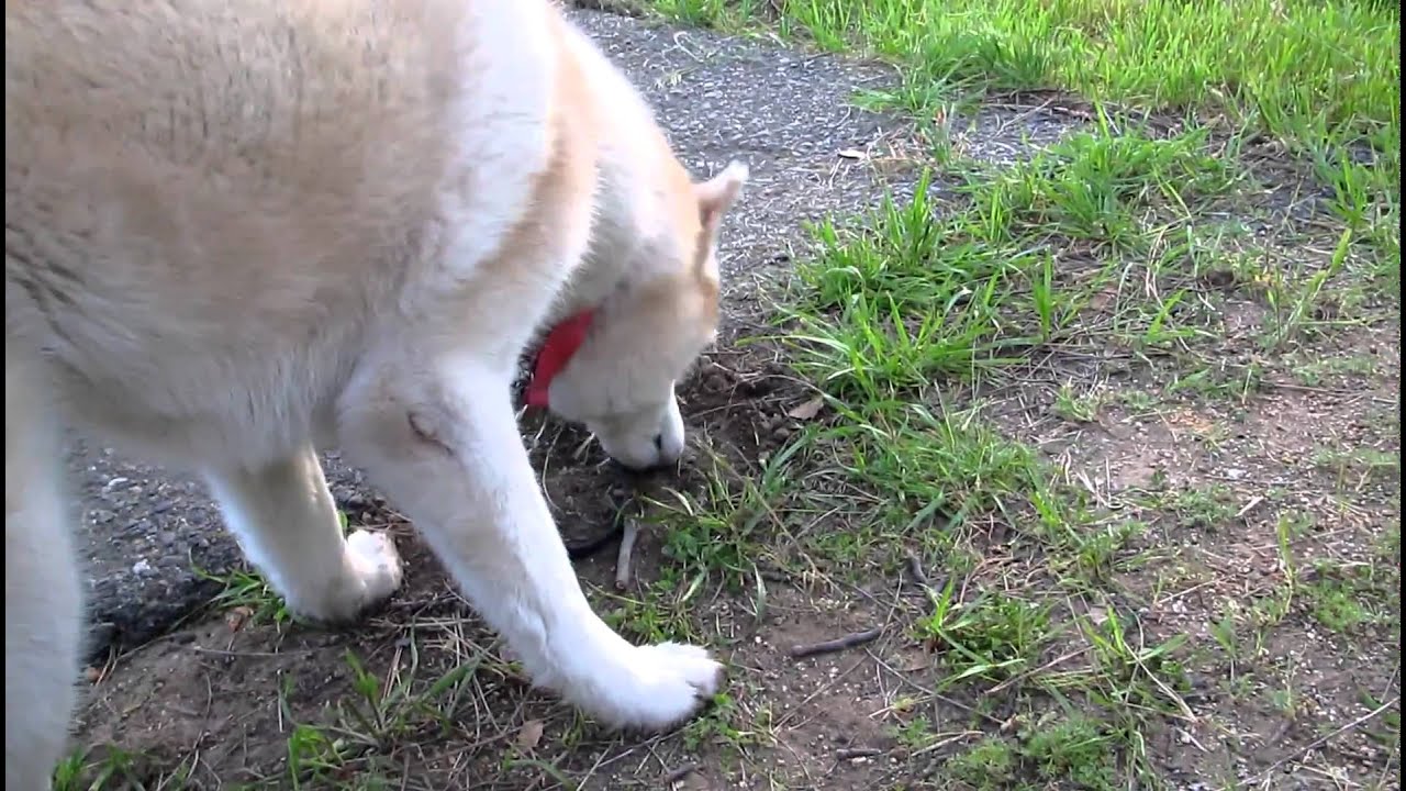 Husky hates hot dogs - YouTube