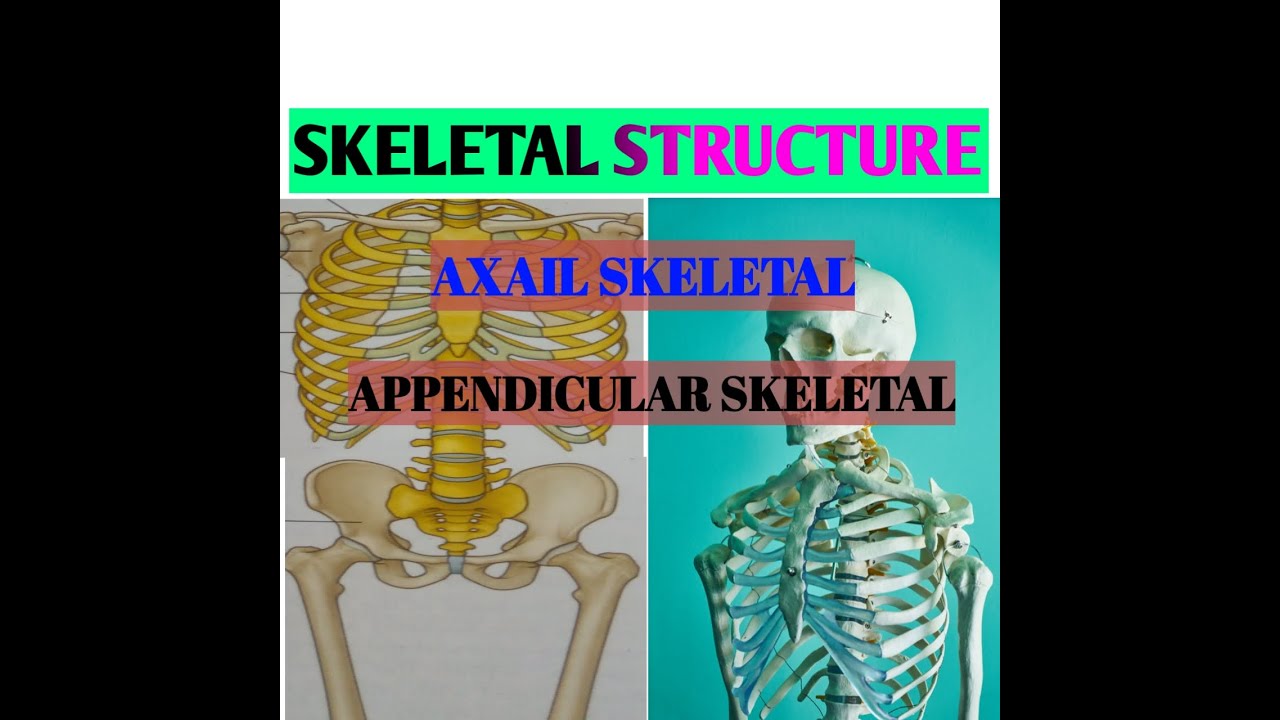 SKELTON STRUCTURE - YouTube