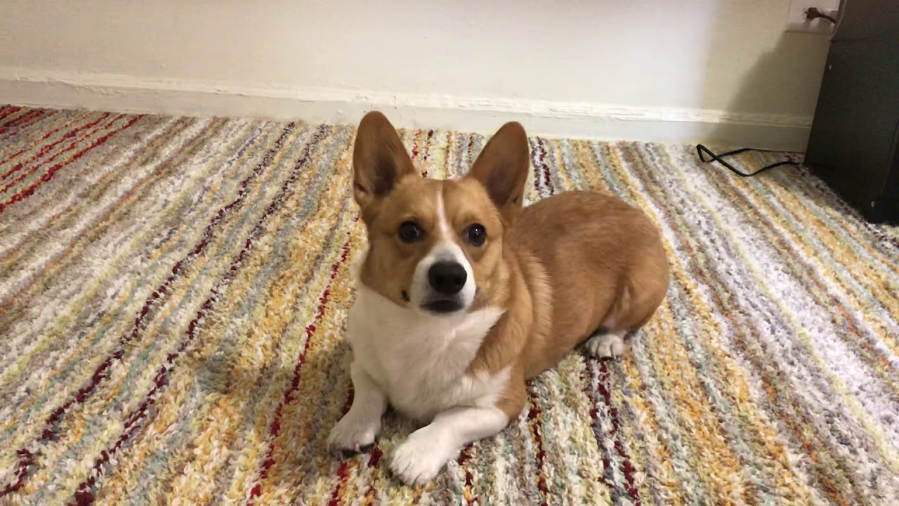Silent bark training (non-verbal) - YouTube