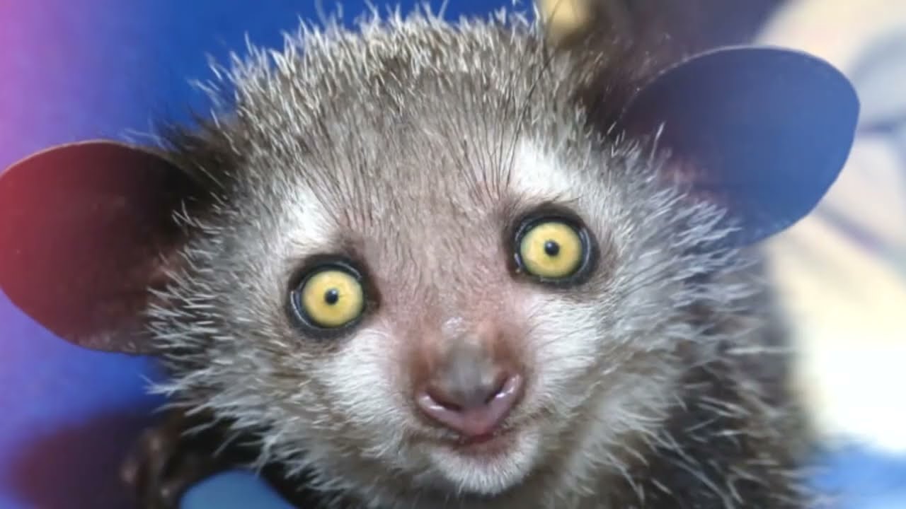 10 Most Unique Animals for Beginners | Discovering Earth's ...