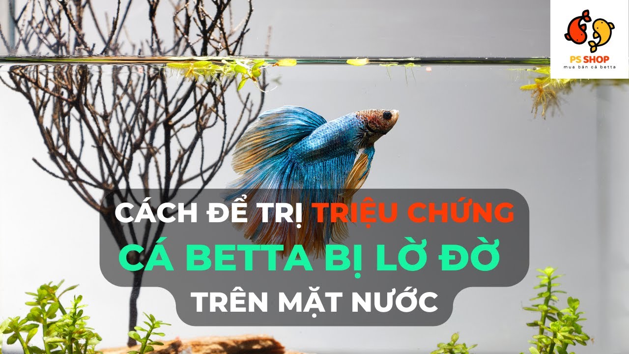 How to Effectively Treat Lethargic Betta Fish at the Water's Surface ...