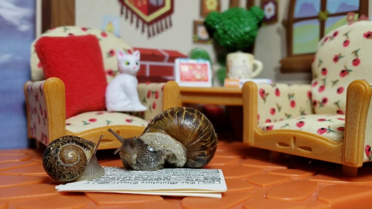Cute Snails Kissing In Cozy Cottage | cute snail video - YouTube
