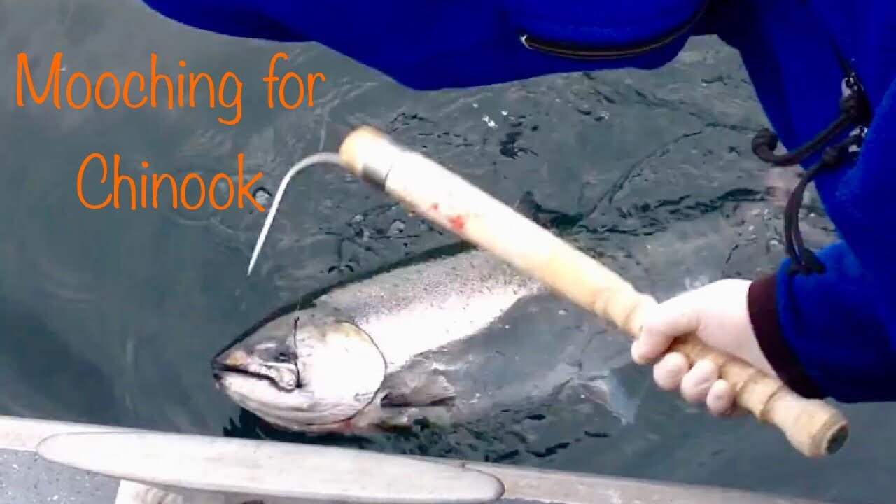 Mooching for Salmon in Alaska | Epic Alaska Salmon Fishing Bite! - YouTube