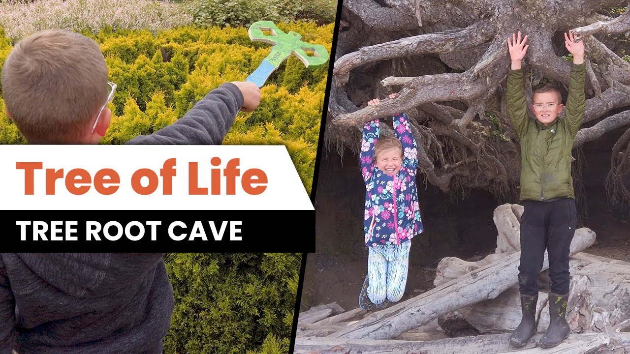 Visiting the Tree of Life (Tree Root Cave) & Collecting Sand Dollars at ...