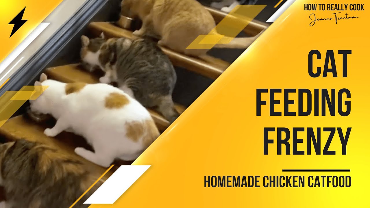 Cats eating DIY cat food - YouTube
