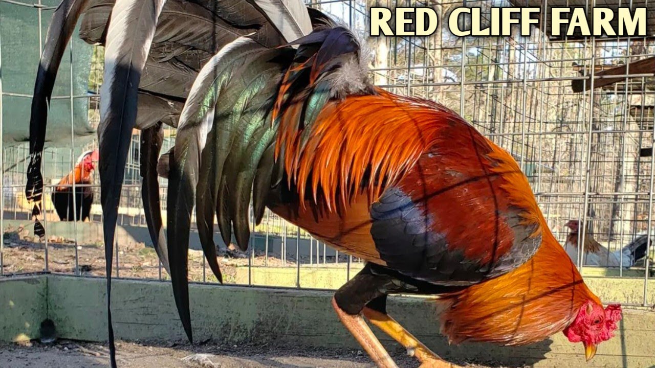 Pure Sweater Yellow leg hatch Grey - RED CLIFF FARM - YouTube