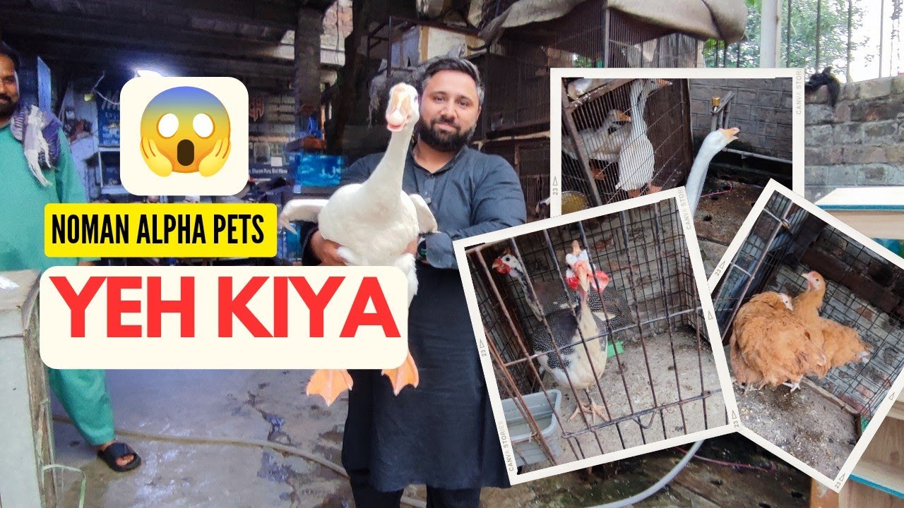 Street Cat Ki Diet Aur Big Ducks – Pets Ki Masti Aur Nayab Animals Ka Safar - YouTube
