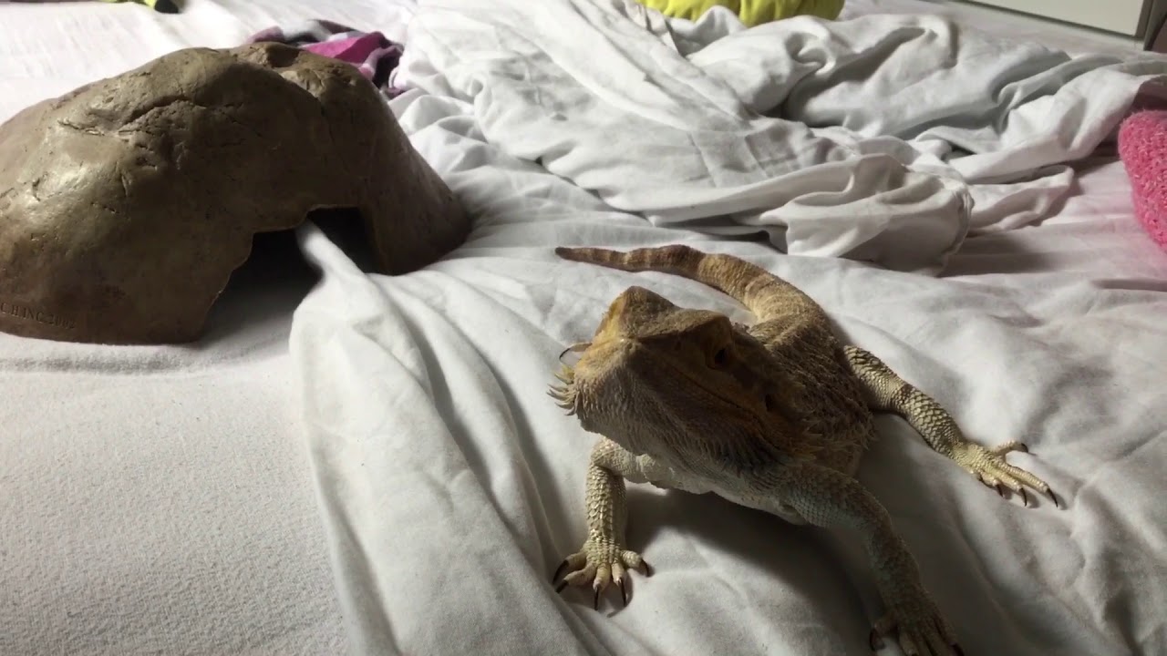 Me and Venus (my pet bearded dragon) - YouTube