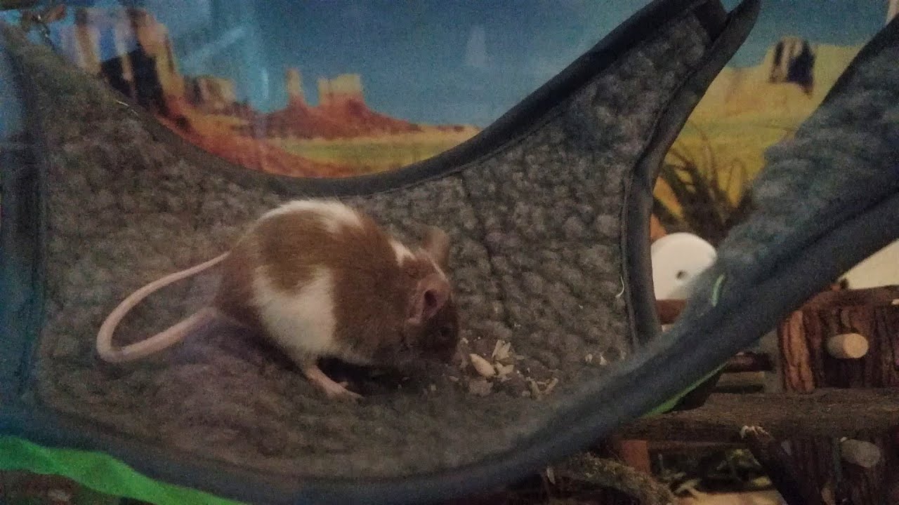 Sydney mouse and the treasure of hammock - YouTube