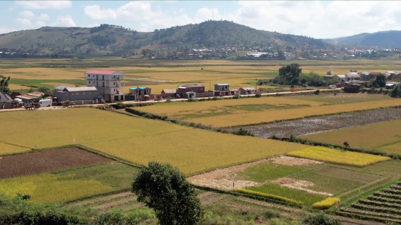 GLOBALink | Chinese hybrid rice helps farmers in Madagascar increase ...