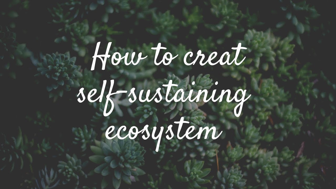 Build a Self-Sustaining Planted Aquarium in 1 Minute! - YouTube