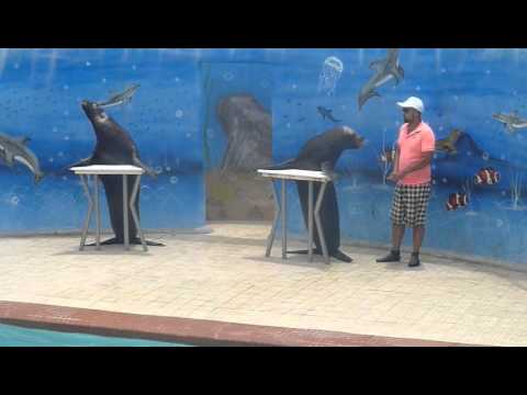 SPLASH, León Gto. León marino gutural - YouTube