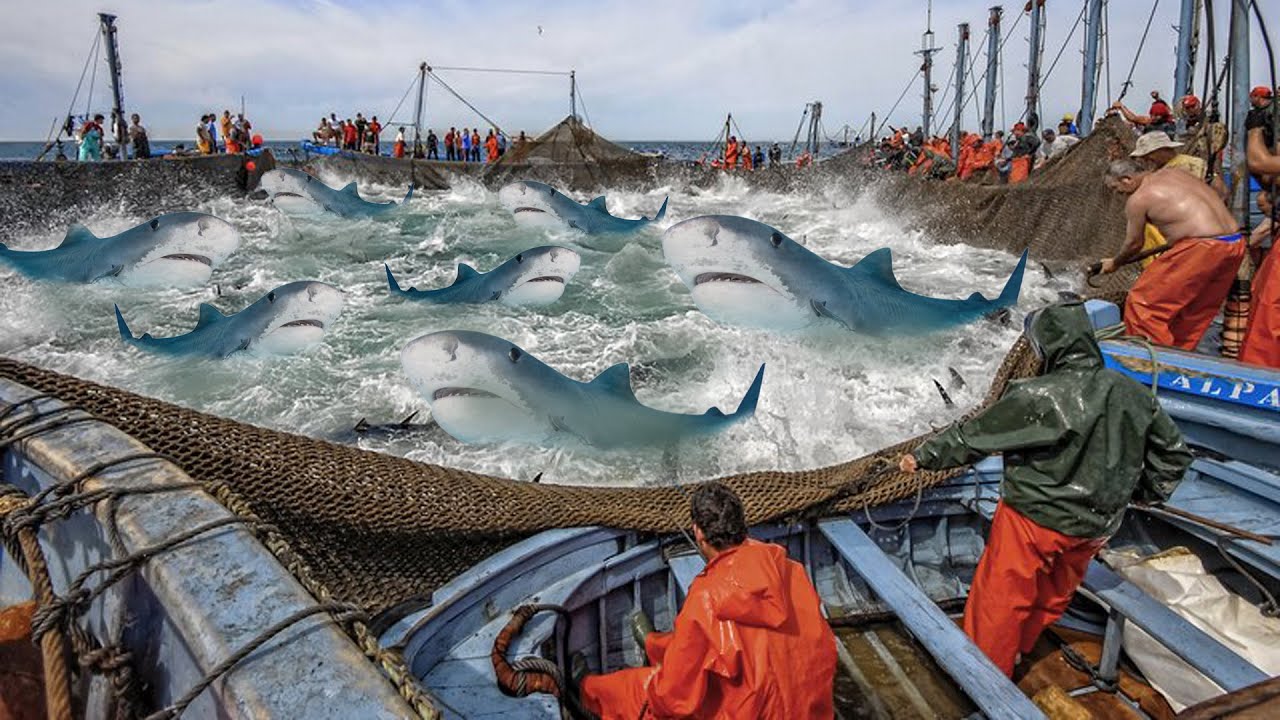 Wow!! Very Nice Amazing Best Competition Fish Catching Awesome Real ...