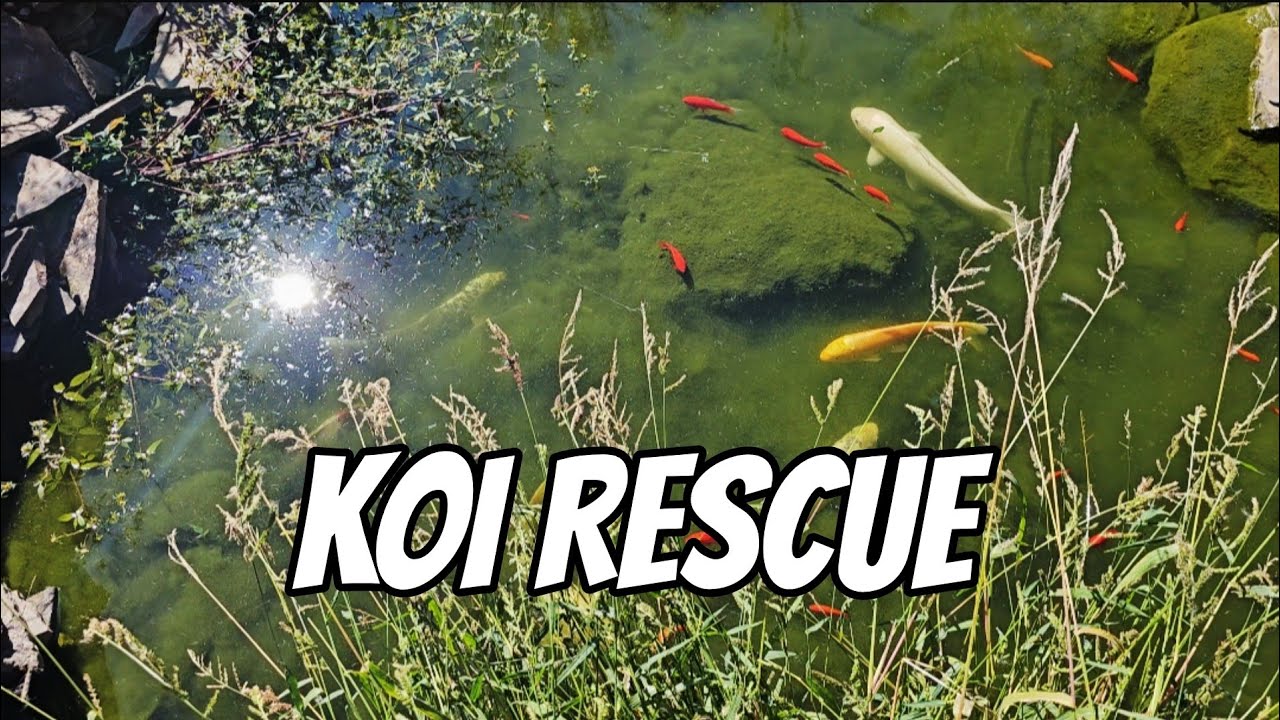 Koi Rescue - YouTube