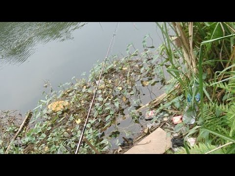 🔵Live Mancing Gabus Bego Di Cikupa - YouTube