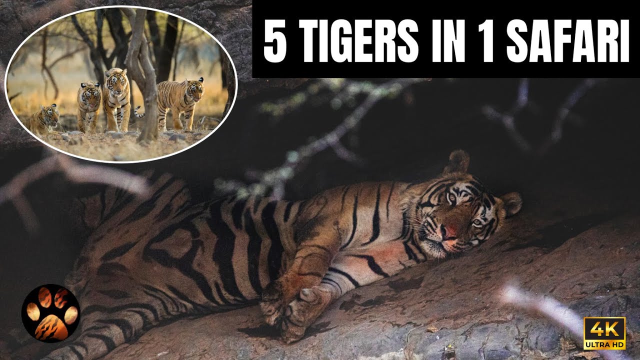 5 Tigers in 1 Safari Zone 2 Ranthambore | Arrowhead and Cubs & T120 ...