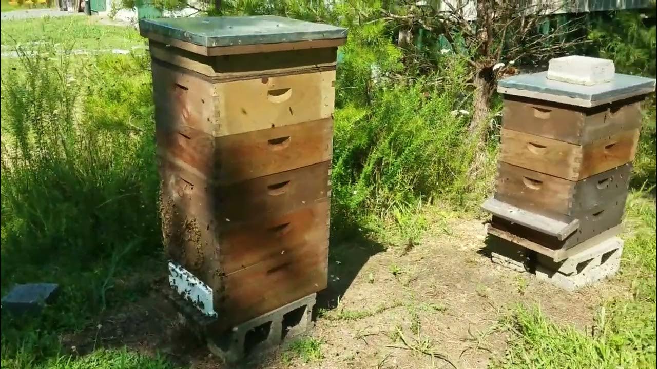 Honey Bees - HUGE Robbing Event in my Bee Yard!!!!! #beekeeper # ...