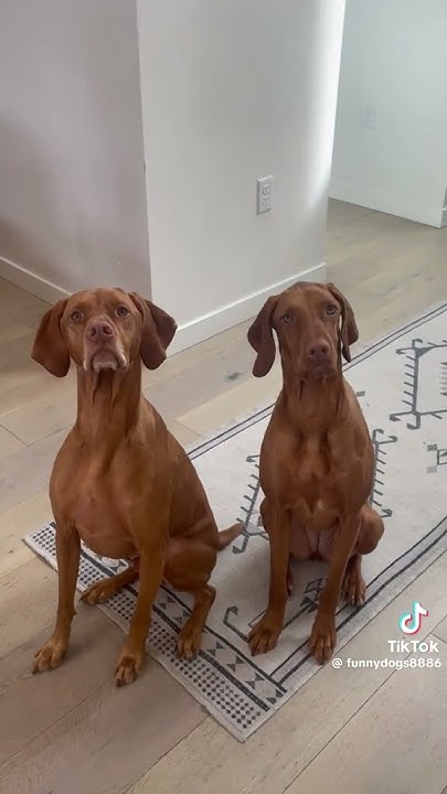 Funny Guilty Pet Video Snippets Dog Lovers - YouTube