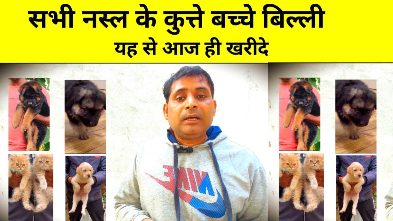 Labrador puppy | Persian kitti | german shepherd long coat puppy ...