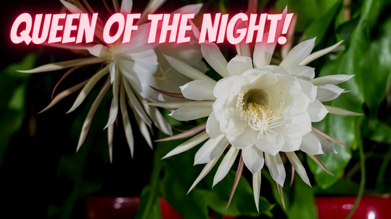 Queen of the Night Plant Care (Epiphyllum Oxypetalum) - YouTube