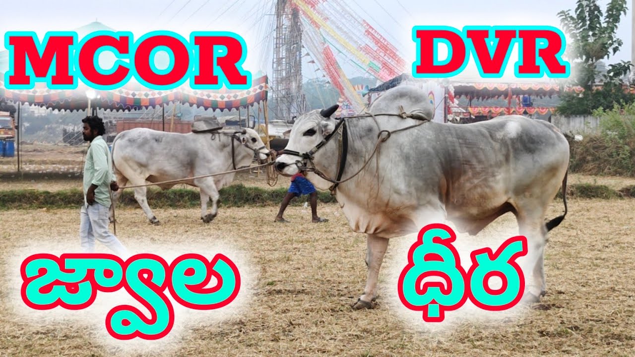 Jwala MCOR Bull combine with Dheera DVR Memorial Bull .....in Darsi ...