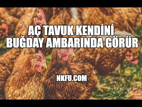 Aç Tavuk Kendini Buğday Ambarında Görür Atasözünün Anlamı