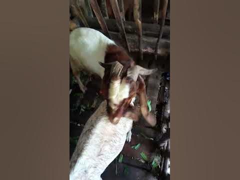 Boer buck at work, goat mating luciens goat farm like#subscribetomychannel - YouTube