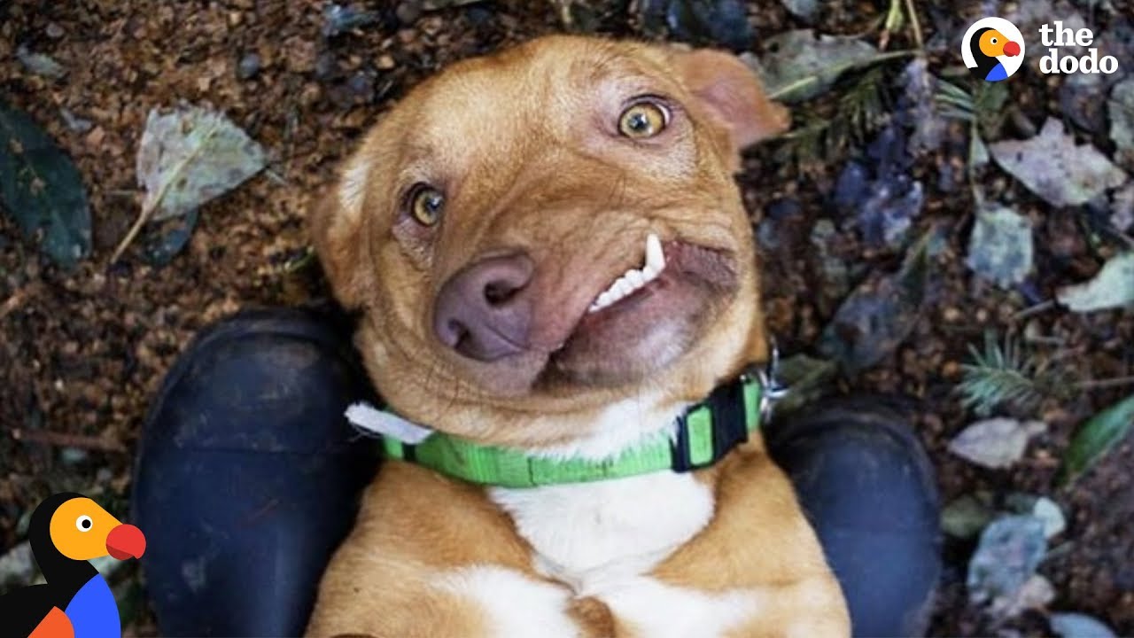 Picasso the Dog Teaches Everyone It's OK To Be Different | The Dodo ...