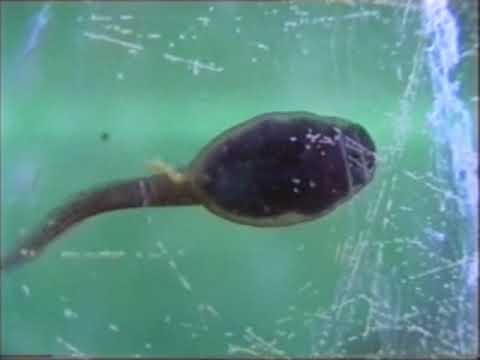 Renacuajos - YouTube