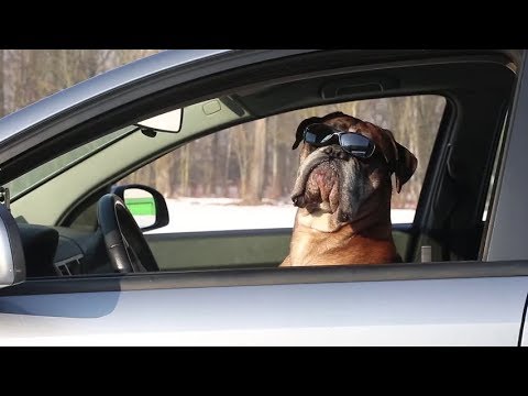 Araba Süren Köpek Görmediyseniz Buyrun