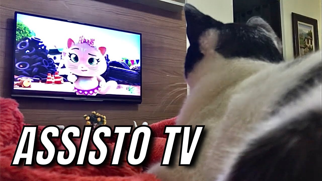 Assistindo Buffy Cats - YouTube