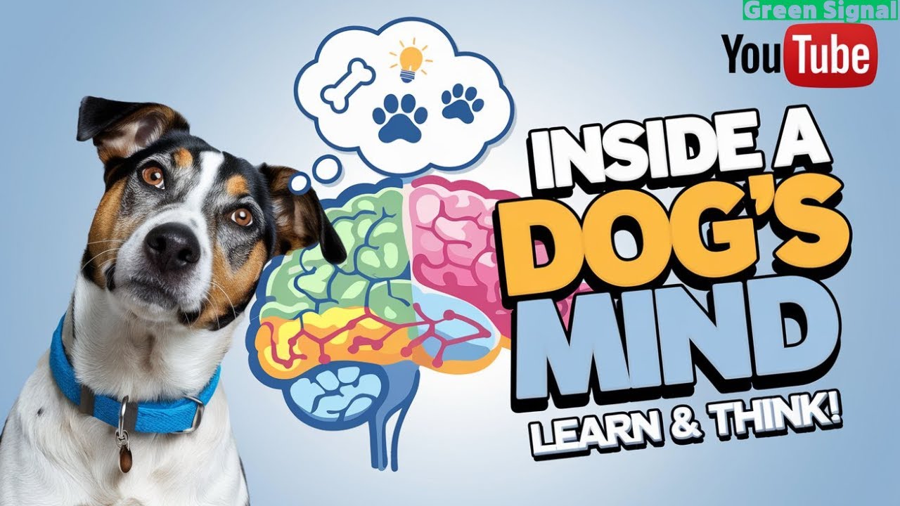 Inside a Dog’s Mind: How They Learn and Think #dogtrainingtips # ...