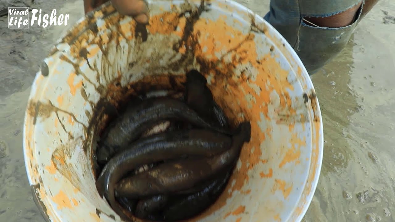 TOP 20 - Super Amazing! Unique Fishing 2020 in Dry Season - YouTube