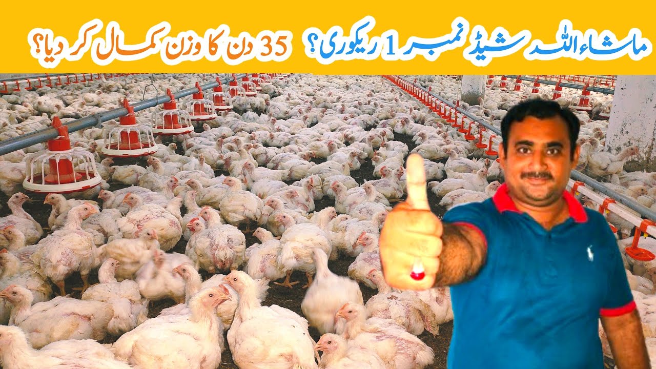 Control shed No 3 Broiler Chicken Day 35 Weight | broiler chicken ...