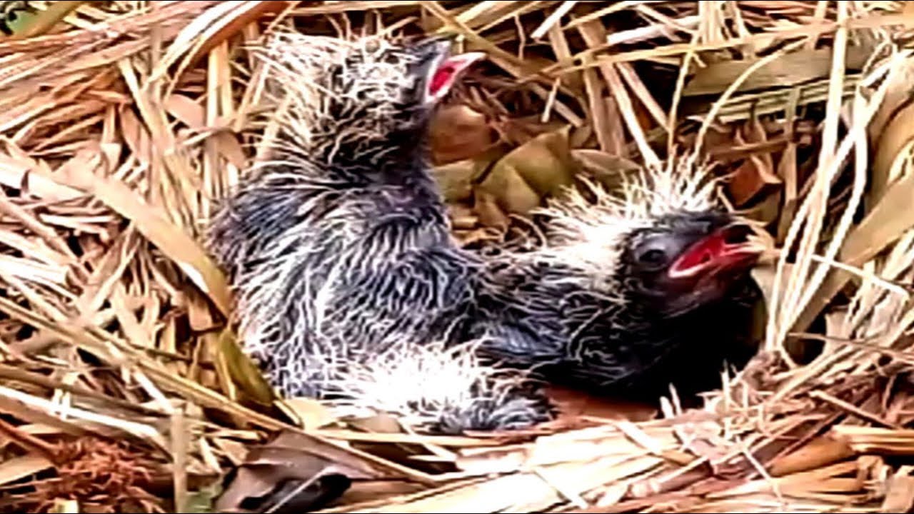 Greater coucal baby birds waiting to see their mother[Bird life Nest ...