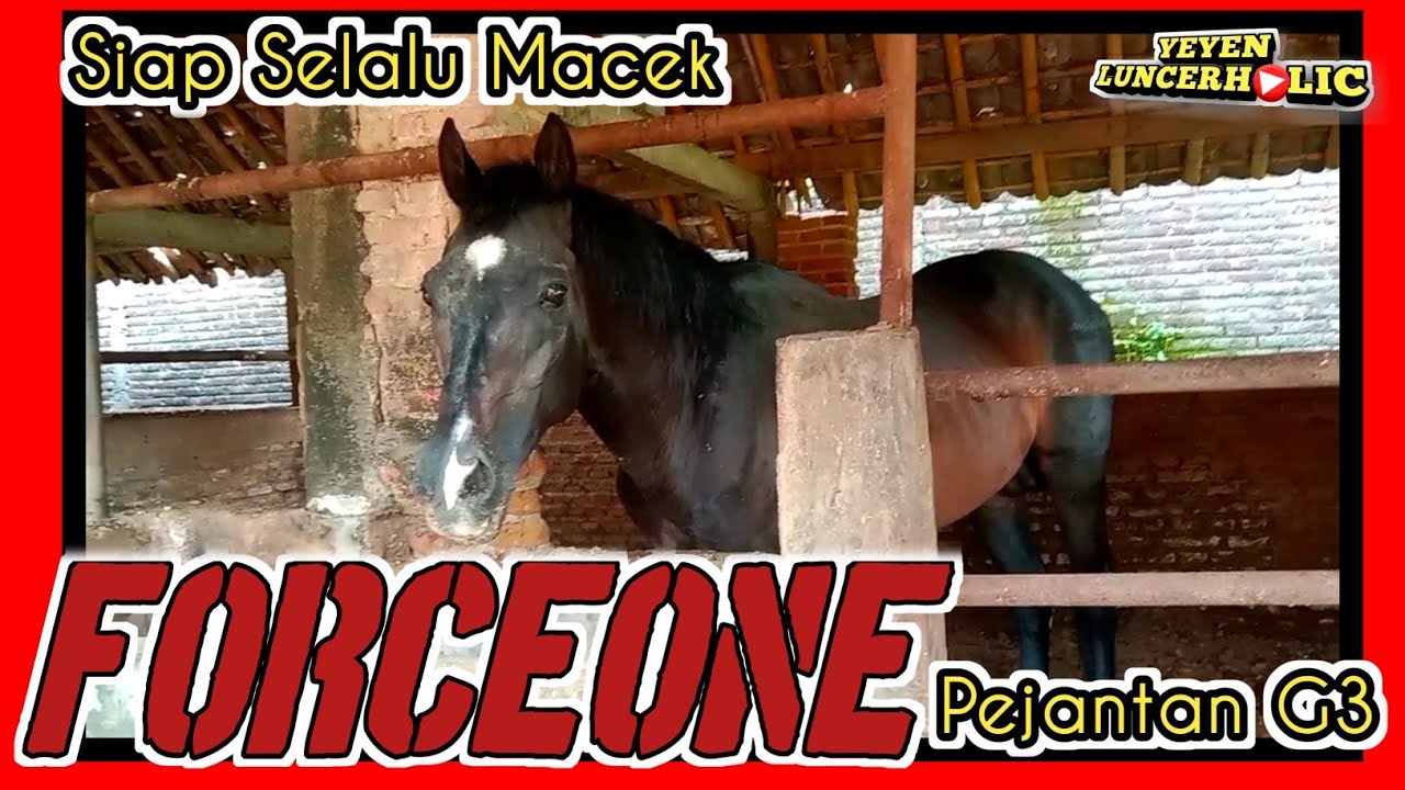 Terbaru Kondisi Kuda Pejantan FORCEONE G3 yang masih Bugar dan Perkasa ...