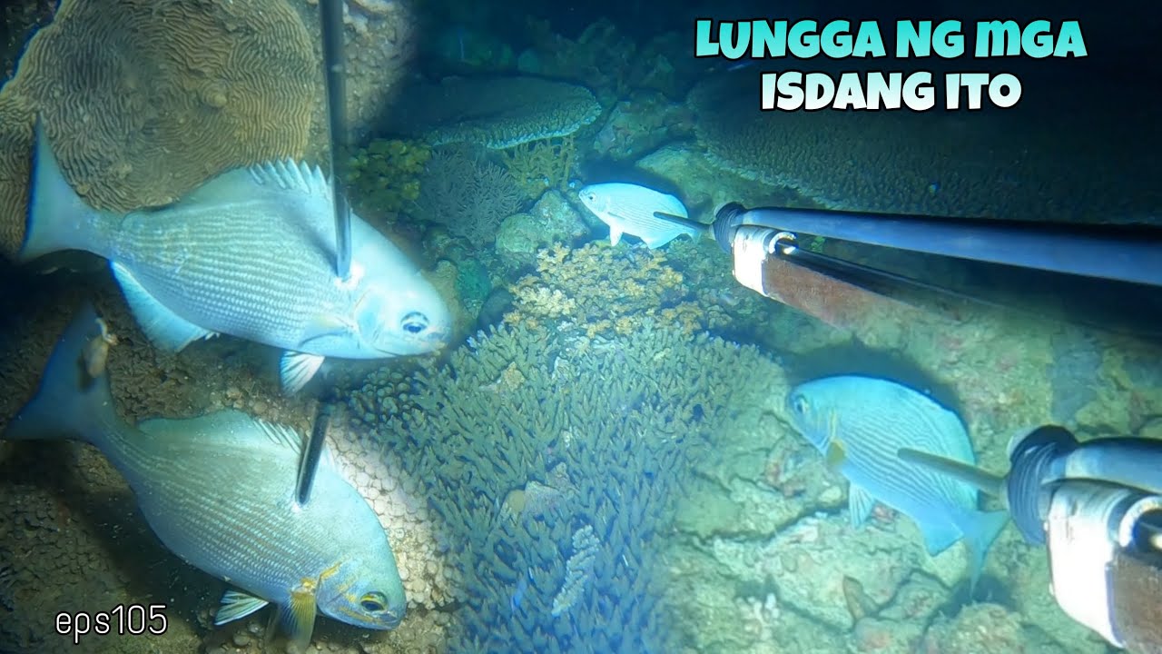 eps105. Lungga na atah to Nila (ISDANG Ilak), Night spearfishing ...
