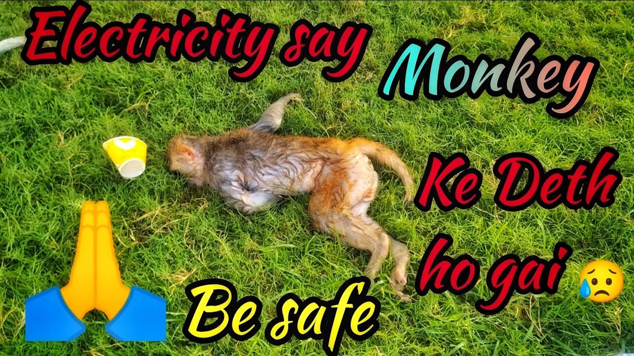 Monkey ke death ho gai current say😥😥😥😔😔😔🙏🙏🙏 - YouTube