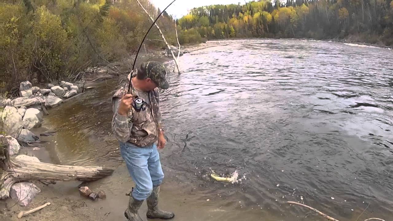 Falleyes On The Jackfish - YouTube
