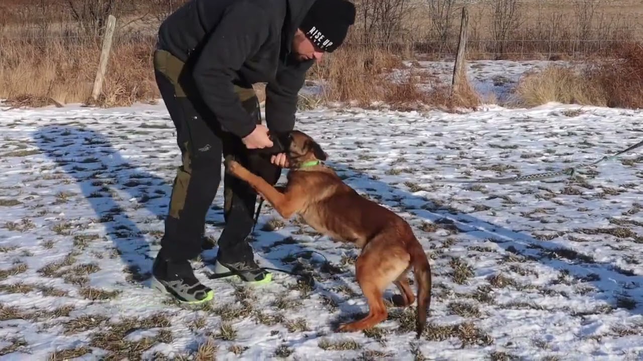 Puppy protection training with 3 puppies! | Shield K9 Clips - YouTube