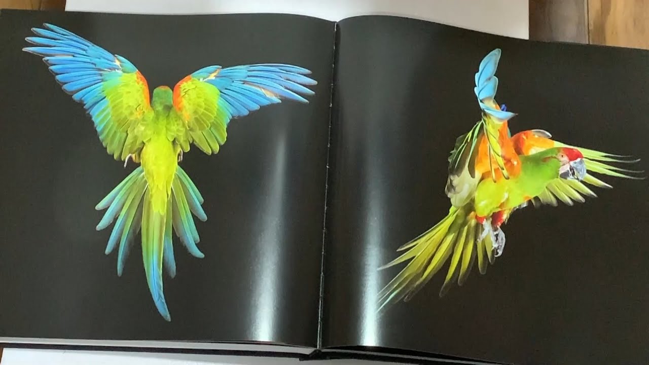 Salvar la paraba de frente roja, el objetivo de animalistas en Bolivia ...