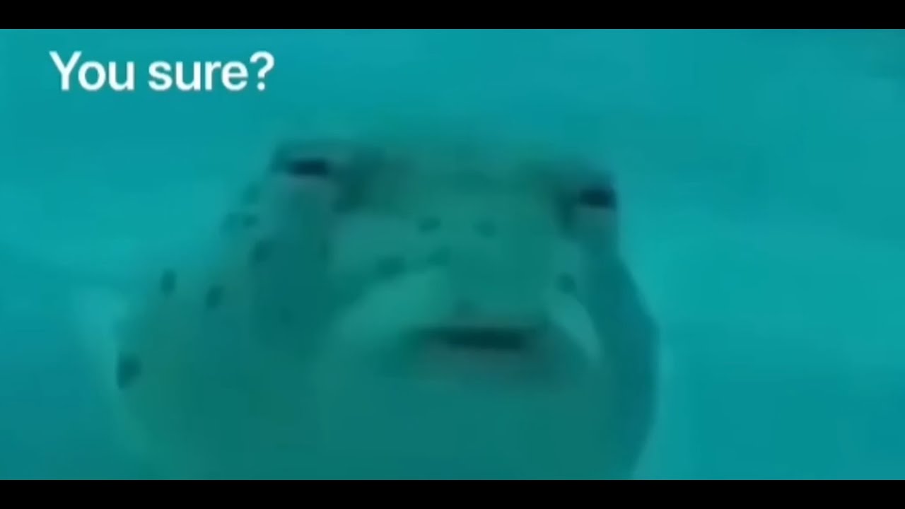 YOU SURE? STARING FISH - 1 HOUR VERSION - YouTube