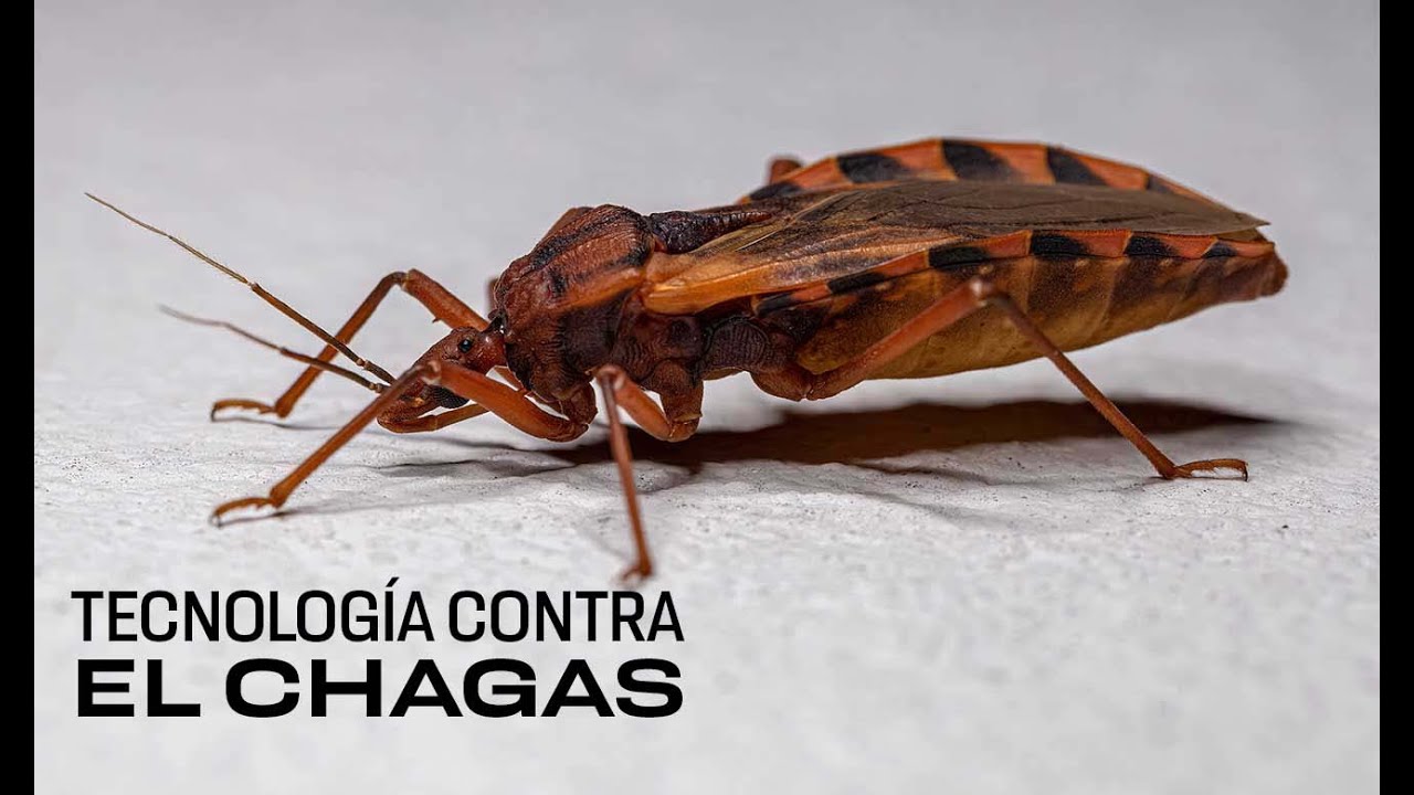 Desarrollan Tecnolog a Contra La Enfermedad De Chagas UNAM Global desarrollan-tecnolog-a-contra-la-enfermedad-de-chagas-unam-global